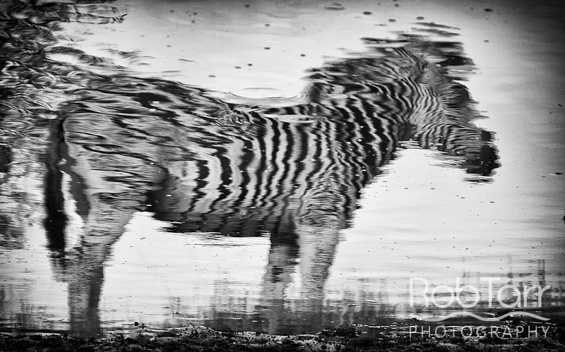 Photo Journalism South Africa - Wildlife & Nature Photography Cape Town ...